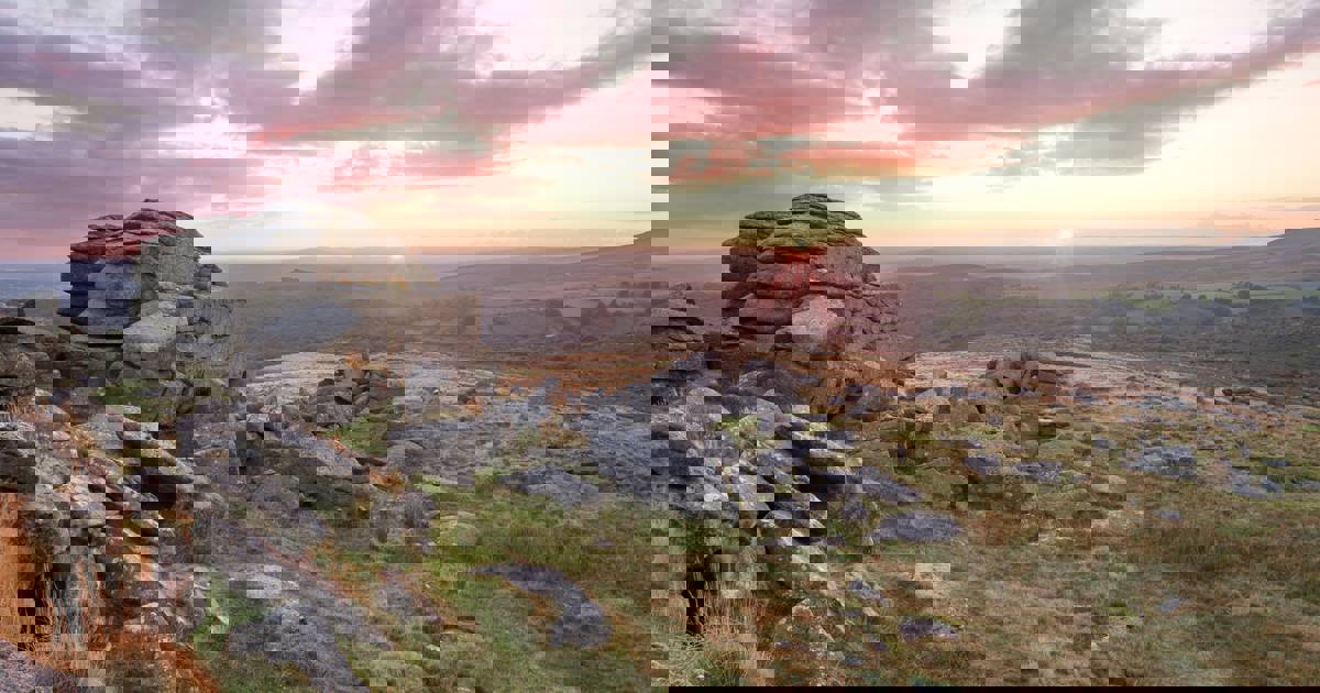 Arborist explains benefits of tree veteranisation | RammSanderson